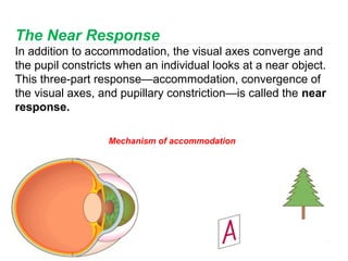 Physiology of the eye | PPT