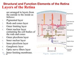Physiology of the eye | PPT
