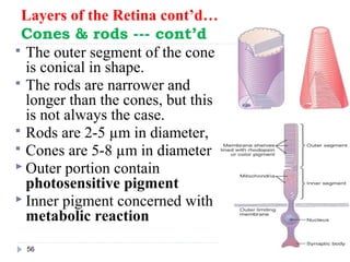 Physiology of the eye | PPT