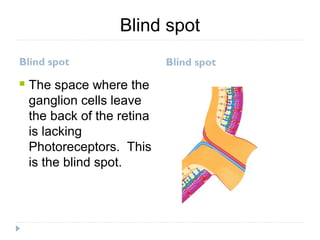 Physiology of the eye | PPT