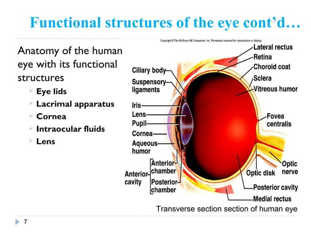 Physiology of the eye | PPT | Eye and Vision Conditions | Diseases and Conditions
