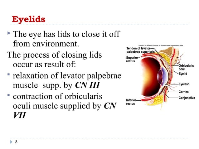 Physiology of the eye | PPT | Eye and Vision Conditions | Diseases and Conditions