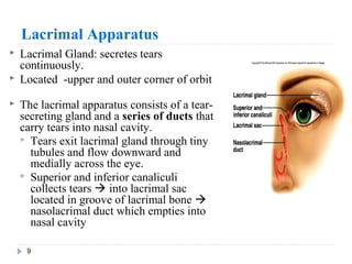 Physiology of the eye | PPT