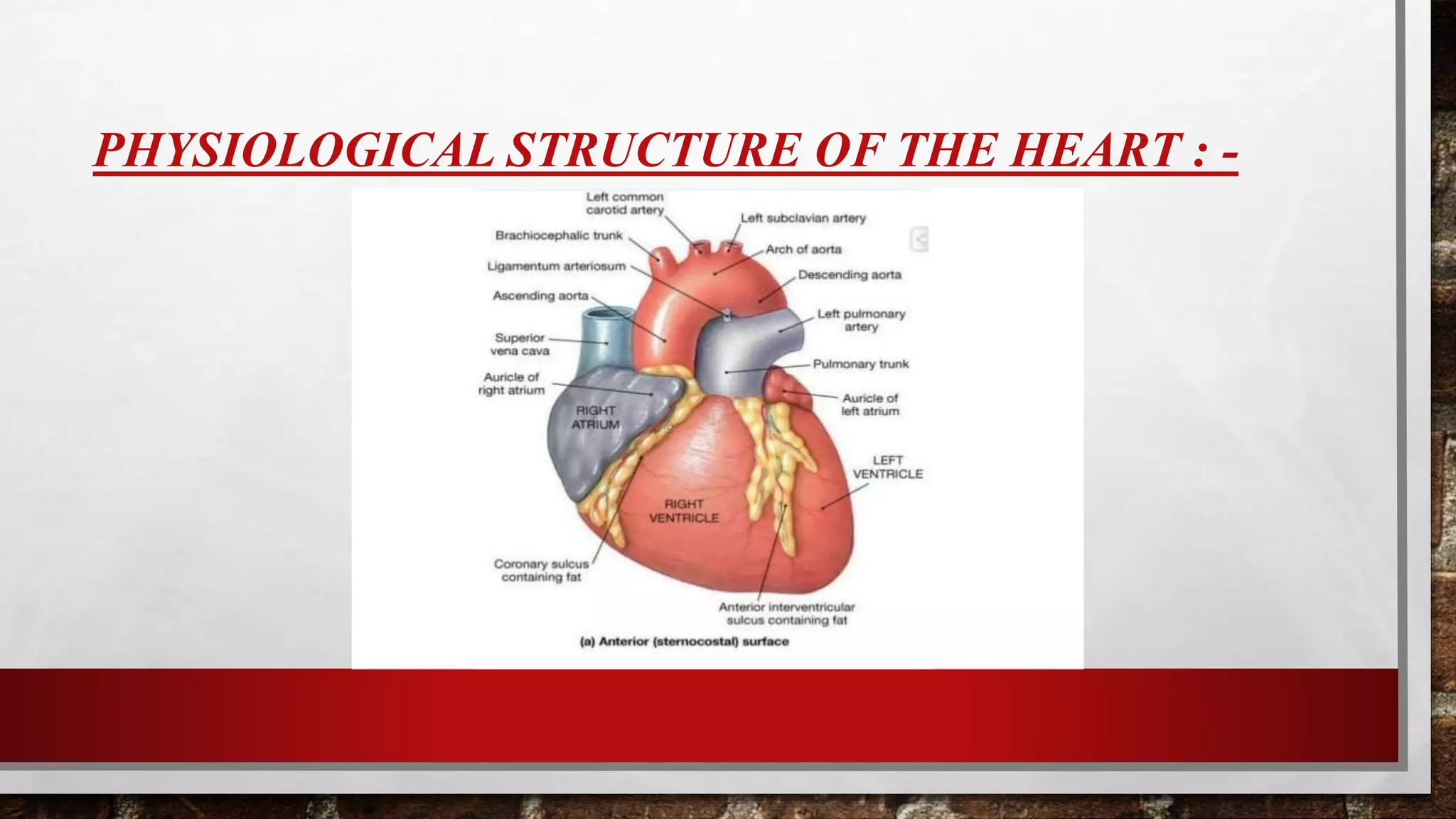 Physiology of the heart | PPT
