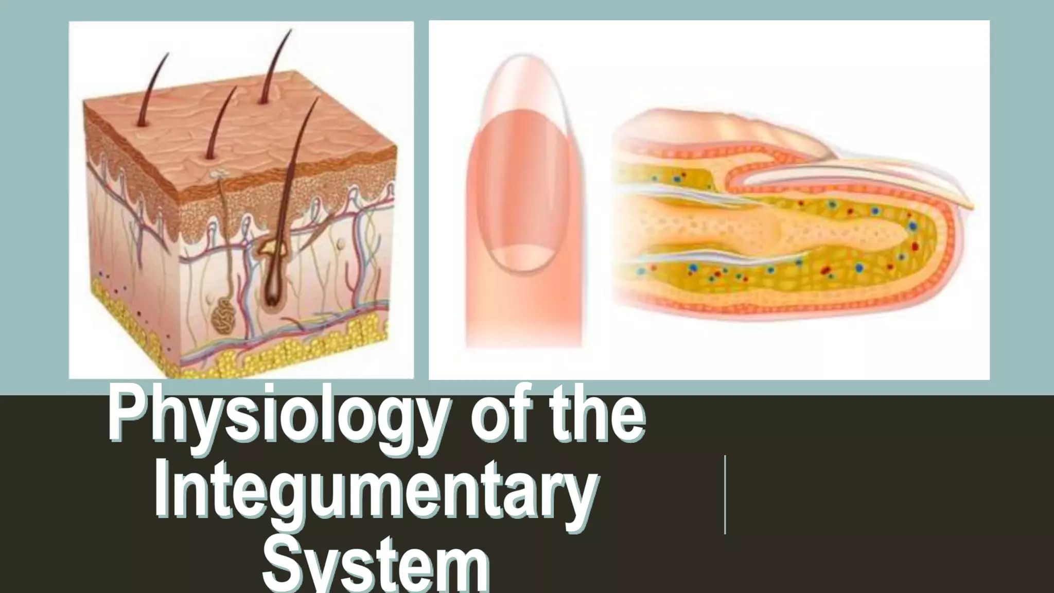 Physiology of the integumentary system | PPTX