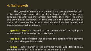 Physiology of the integumentary system | PPTX