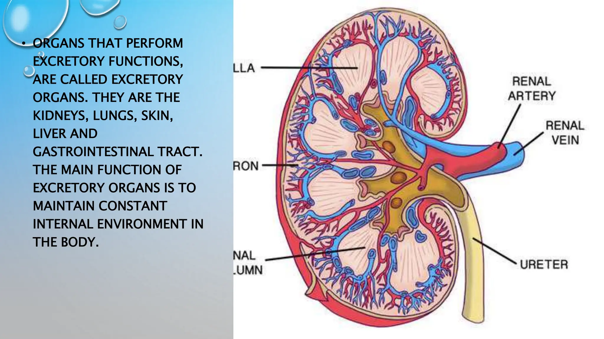 PHYSIOLOGY OF THE KIDNEY.pptx bbbbbbbbbb | PPTX