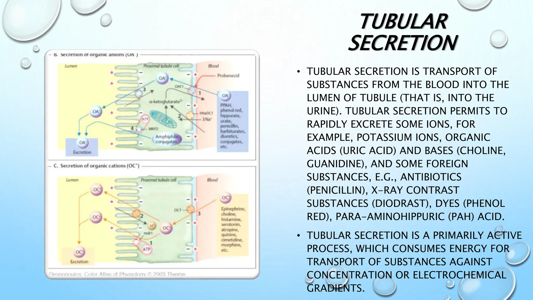 PHYSIOLOGY OF THE KIDNEY.pptx bbbbbbbbbb | PPTX