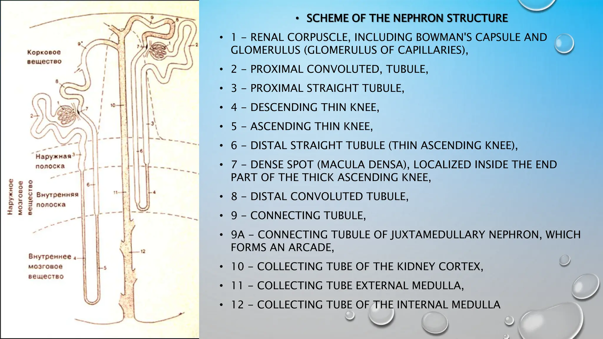 PHYSIOLOGY OF THE KIDNEY.pptx bbbbbbbbbb | PPTX