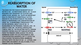 PHYSIOLOGY OF THE KIDNEY.pptx bbbbbbbbbb | PPTX