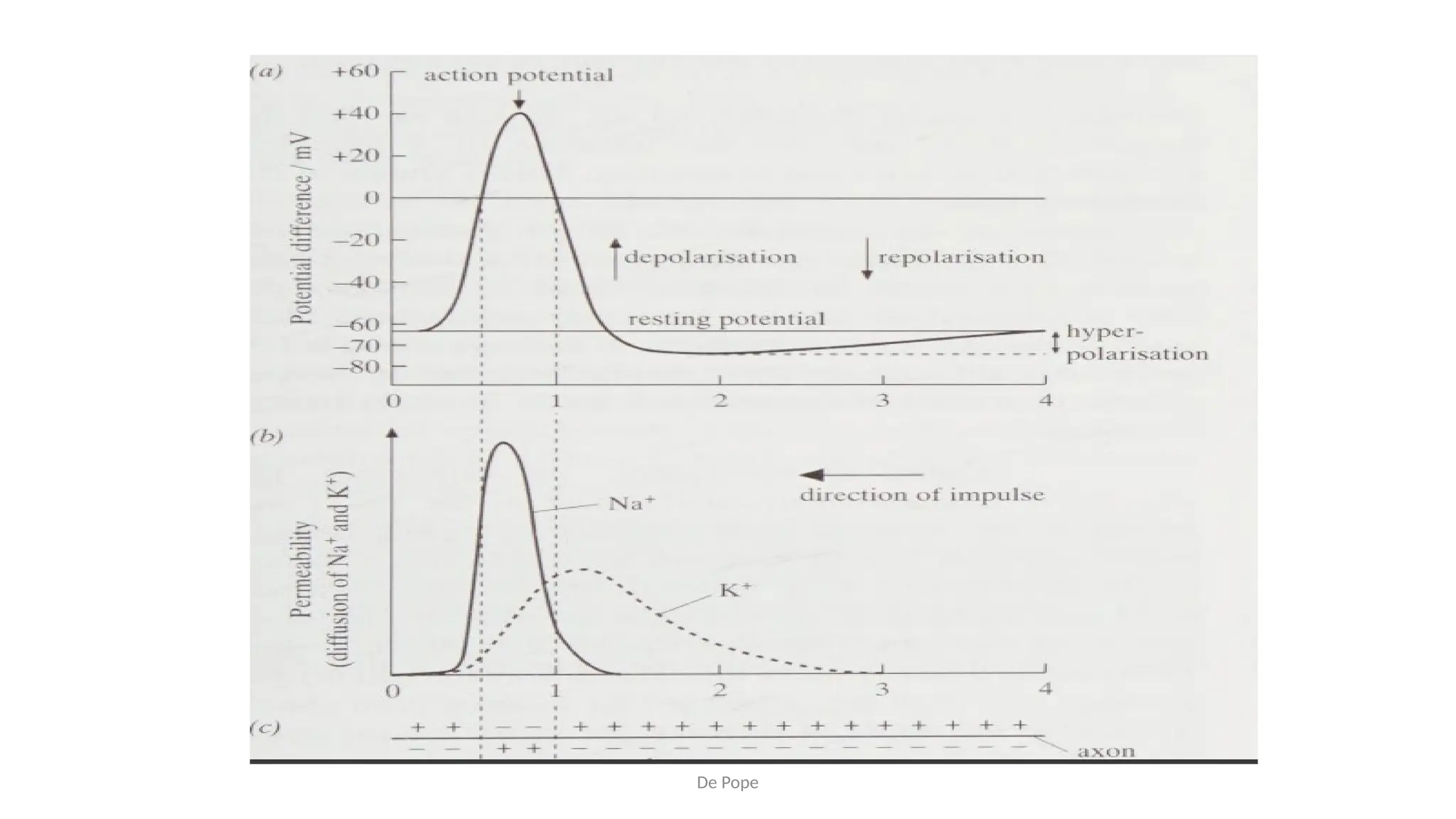 physiology of excitable tissues, the nerve.pptx