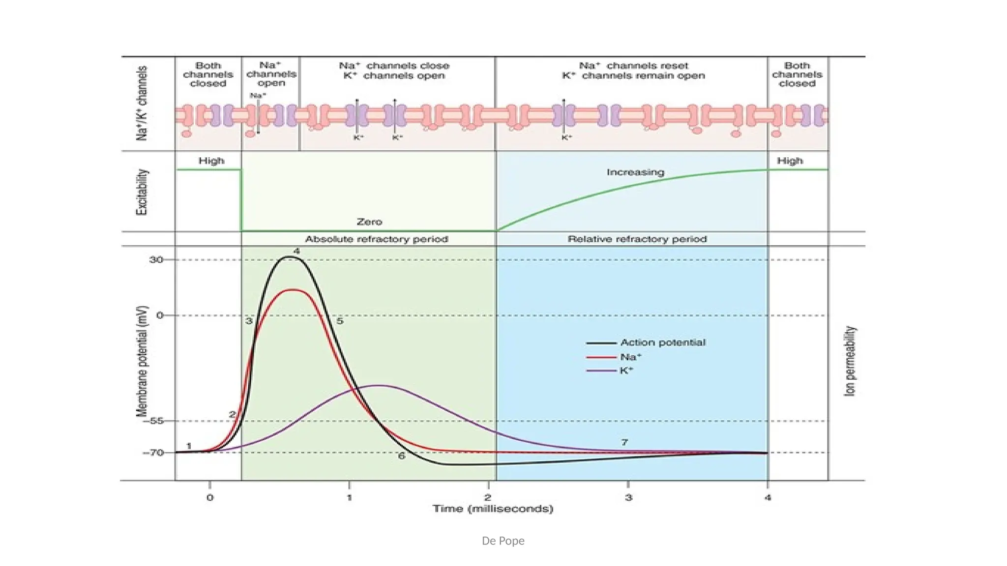 physiology of excitable tissues, the nerve.pptx
