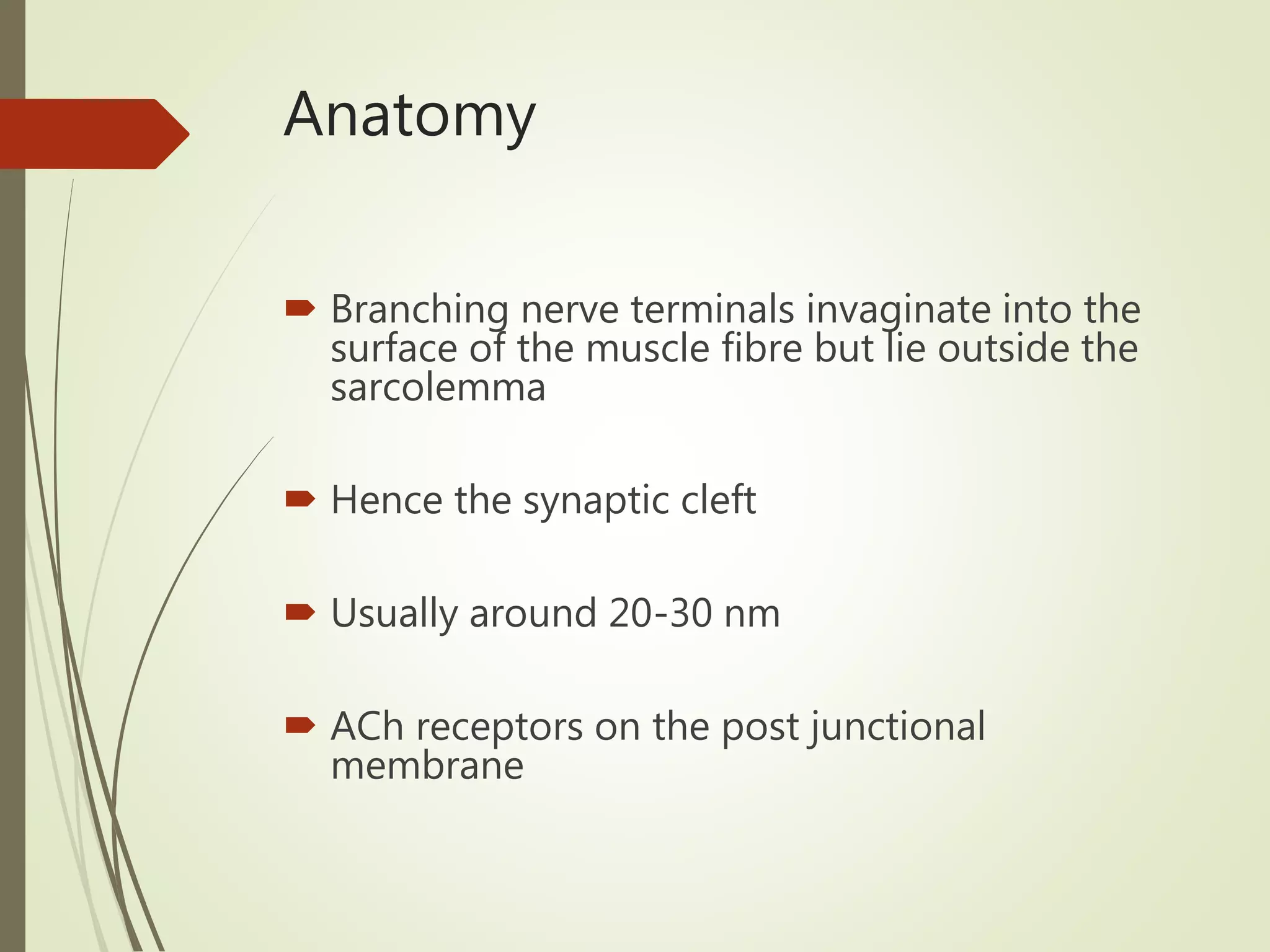 Physiology of the Neuromuscular Junction | PPTX