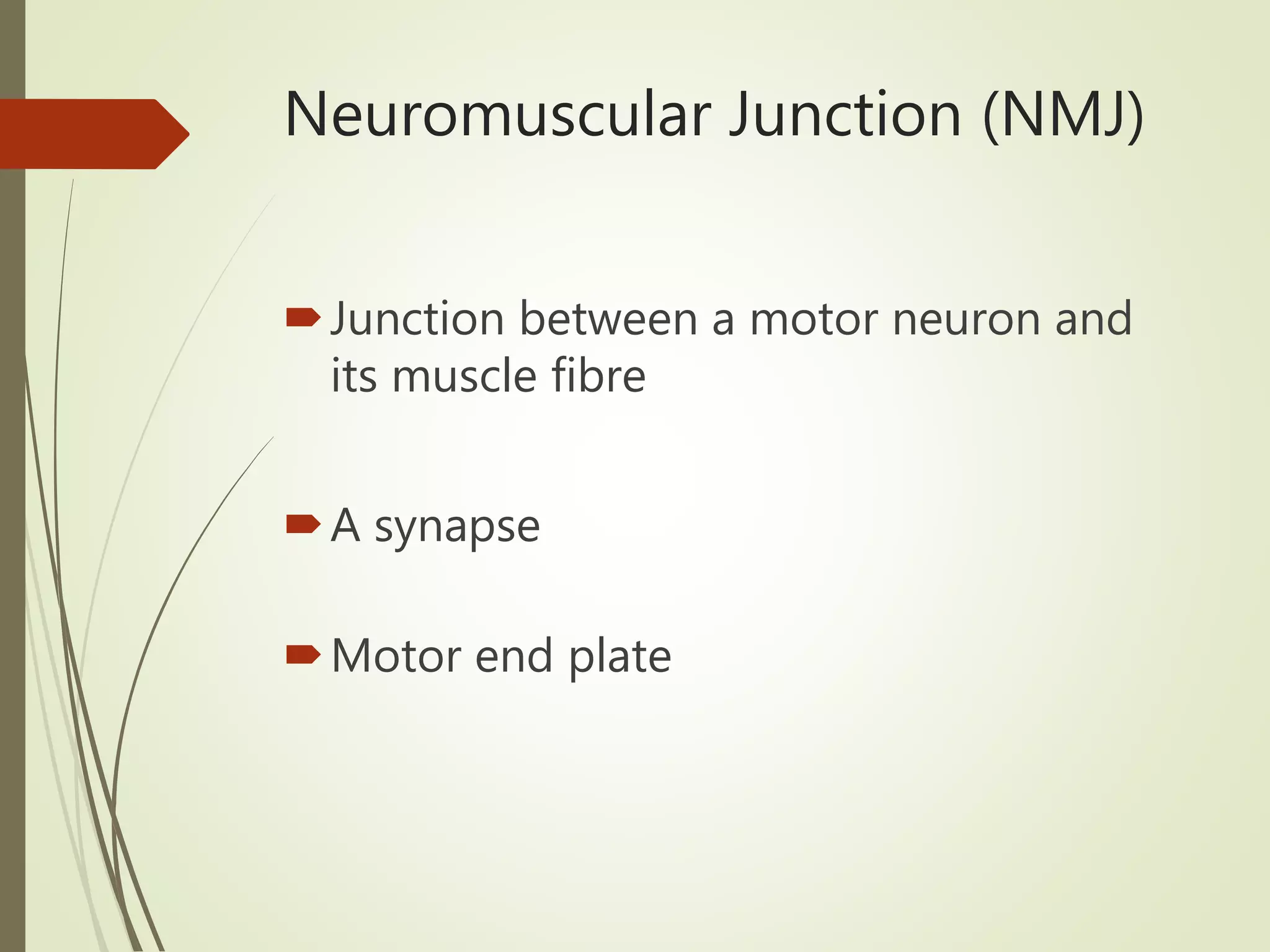 Physiology of the Neuromuscular Junction | PPTX