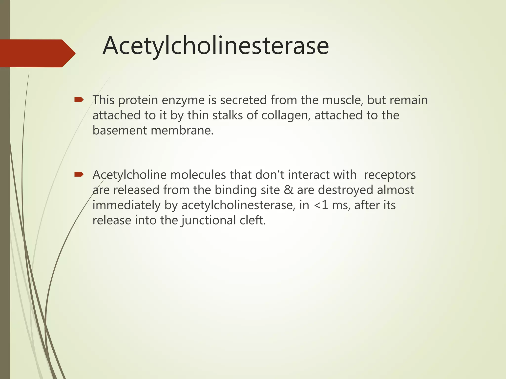 Physiology of the Neuromuscular Junction | PPTX