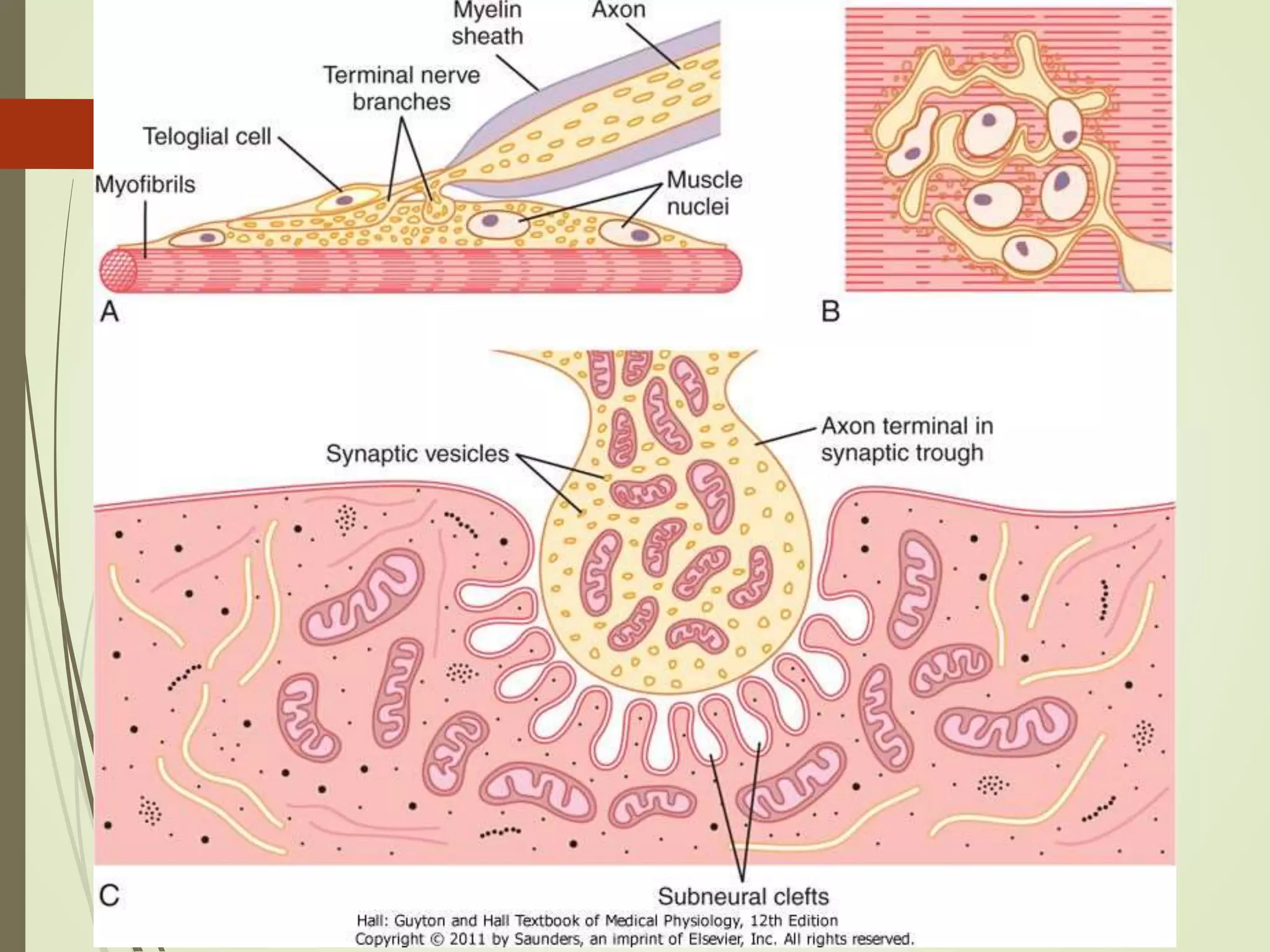 Physiology of the Neuromuscular Junction | PPTX