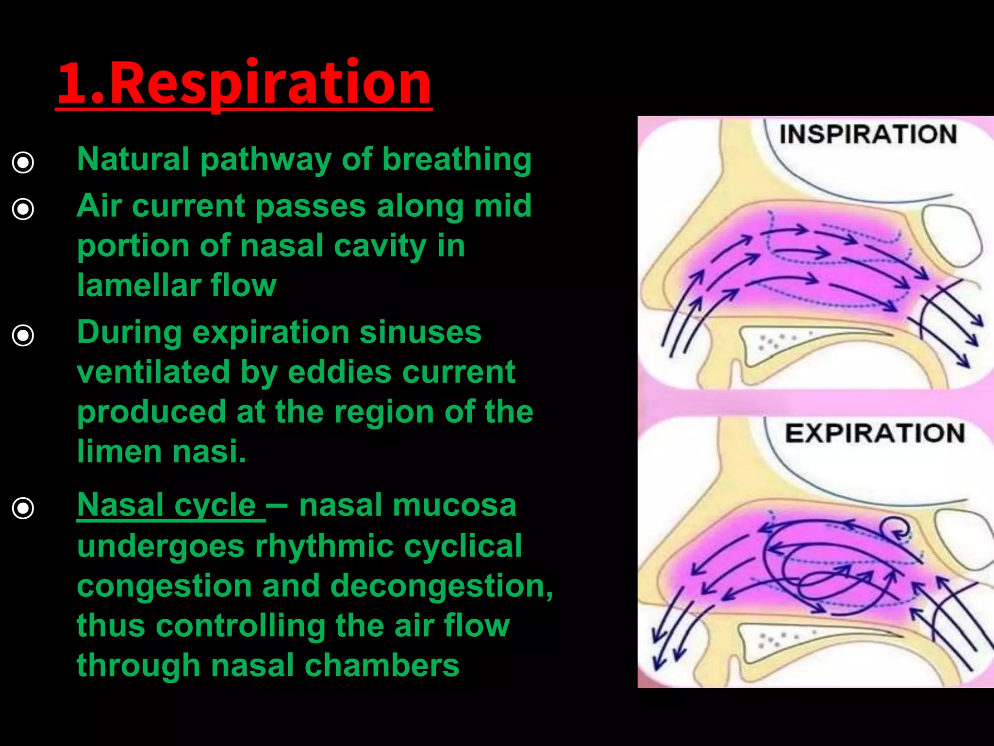 Physiology of the nose | PPTX