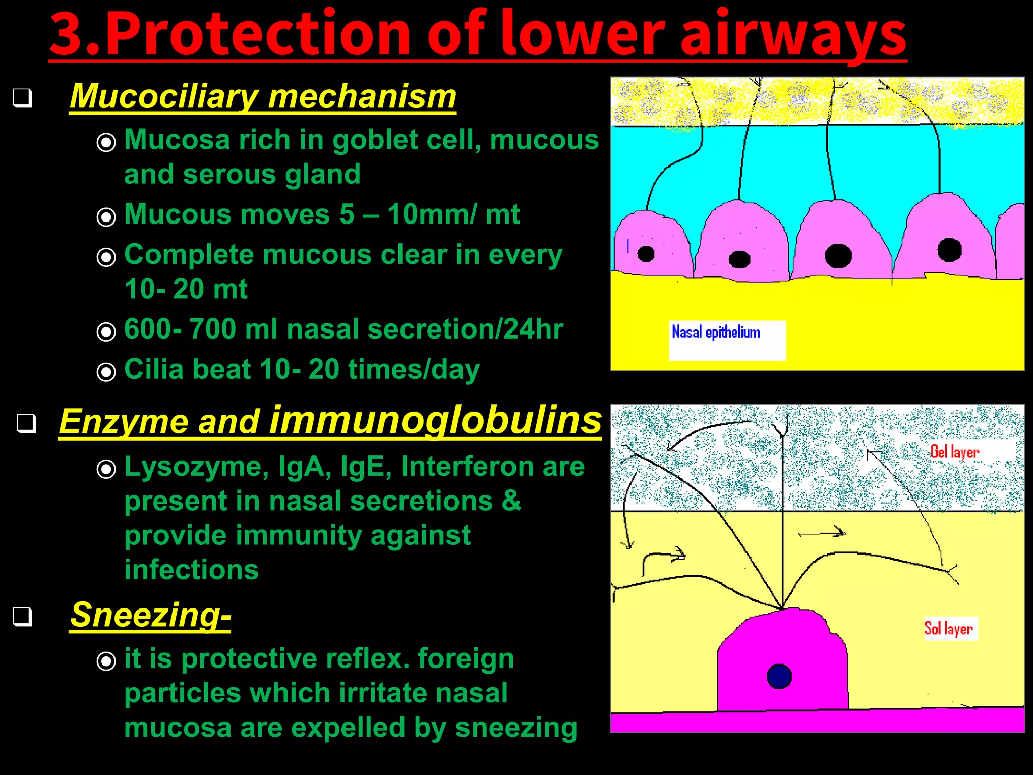 Physiology of the nose | PPTX