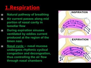 Physiology of the nose | PPTX