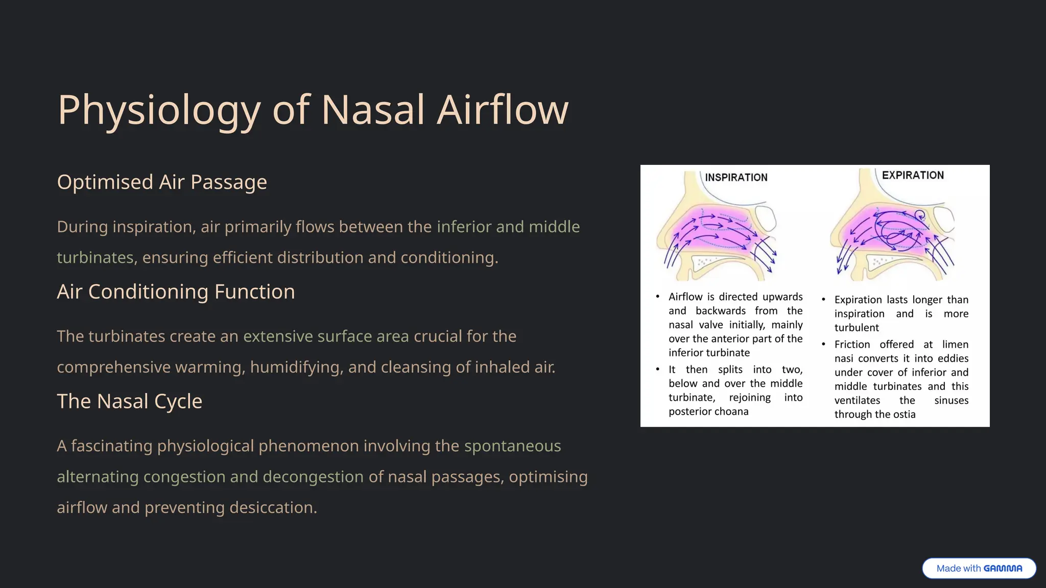 Physiology Of The Nose Manas 65 Pptx