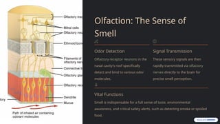 Physiology of the Nose - Manas (65).pptx