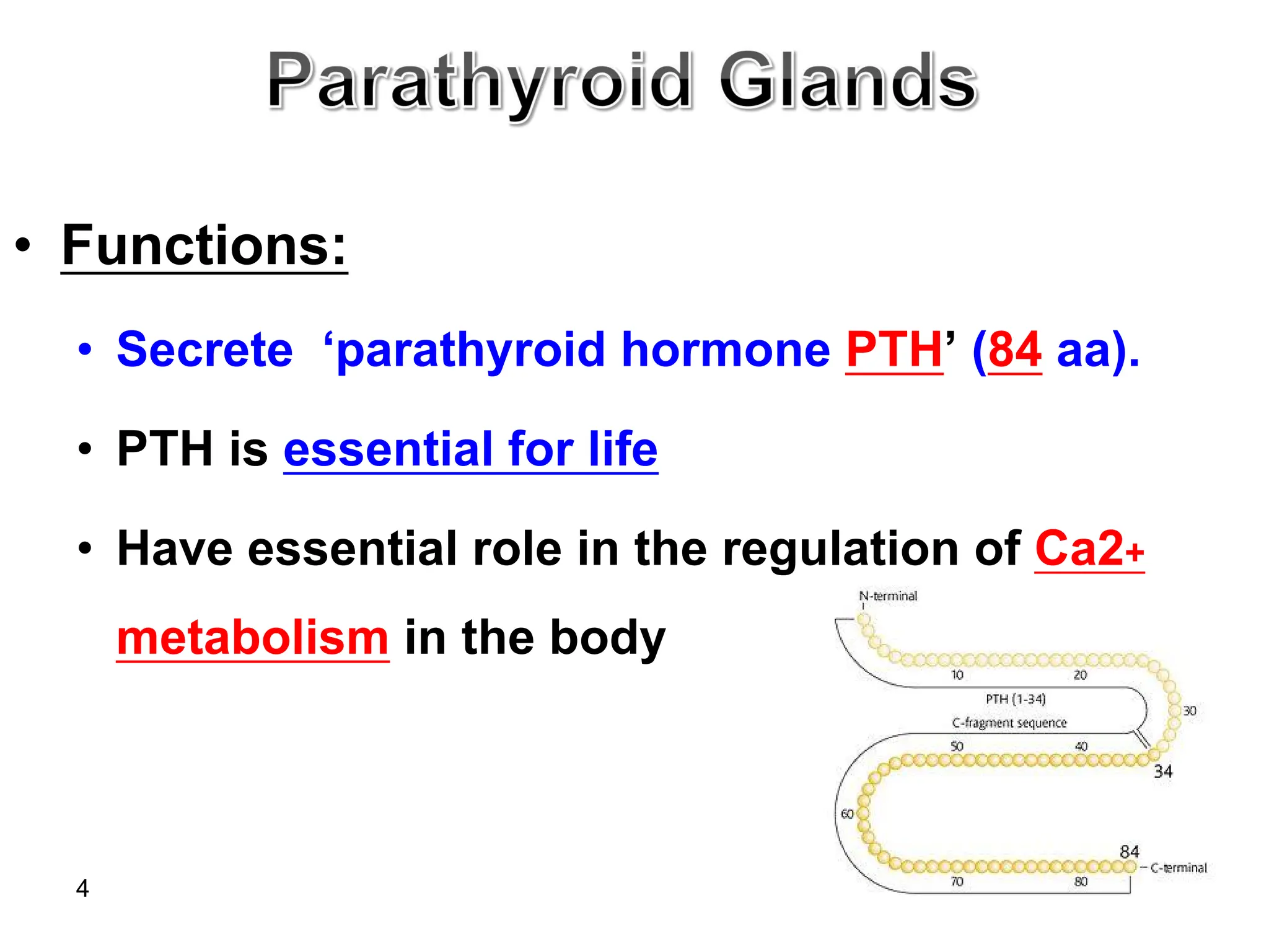 Physiology of the PARATHYROID Gland for Medical Students.pdf