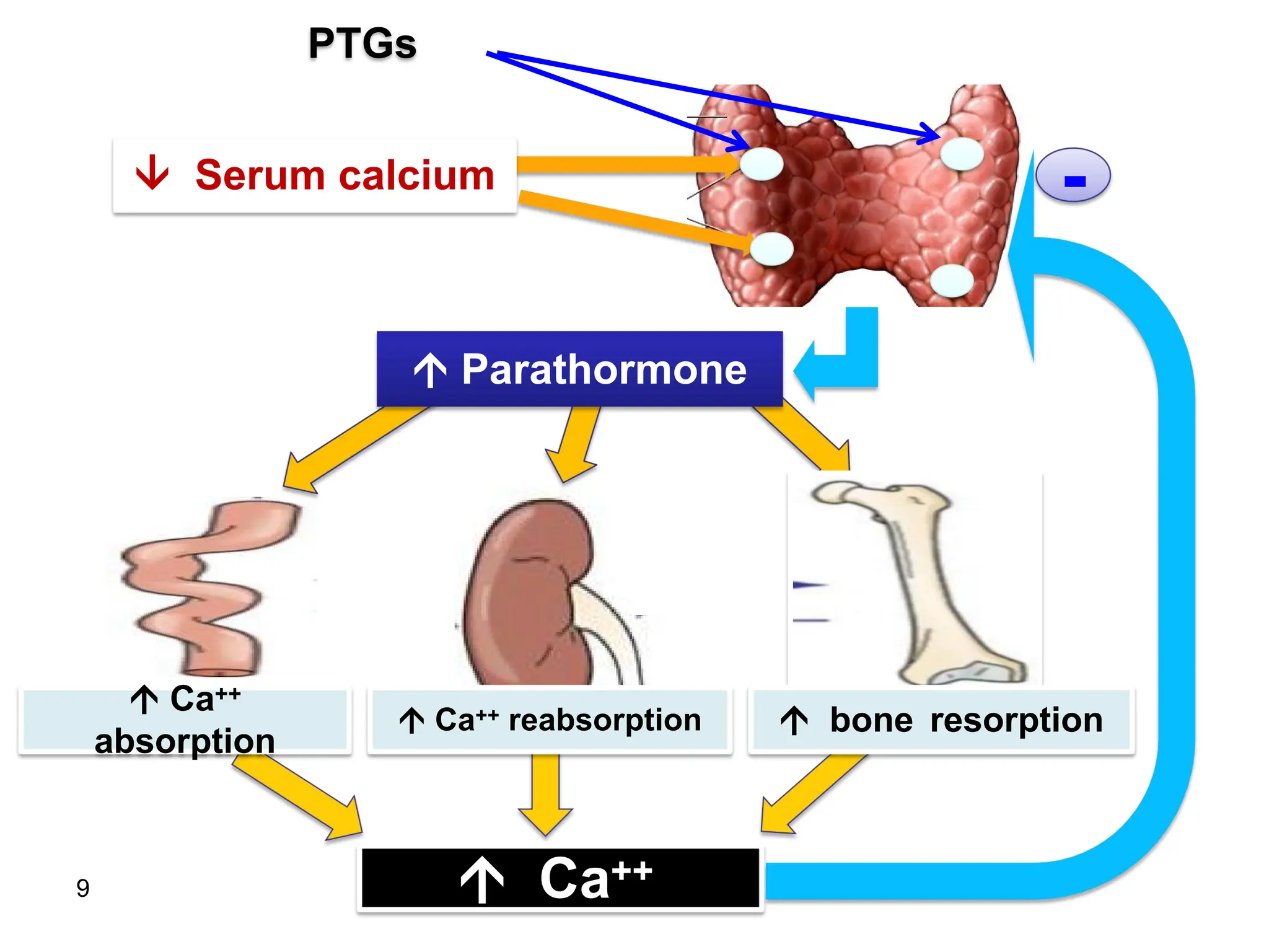 Physiology of the PARATHYROID Gland for Medical Students.pdf