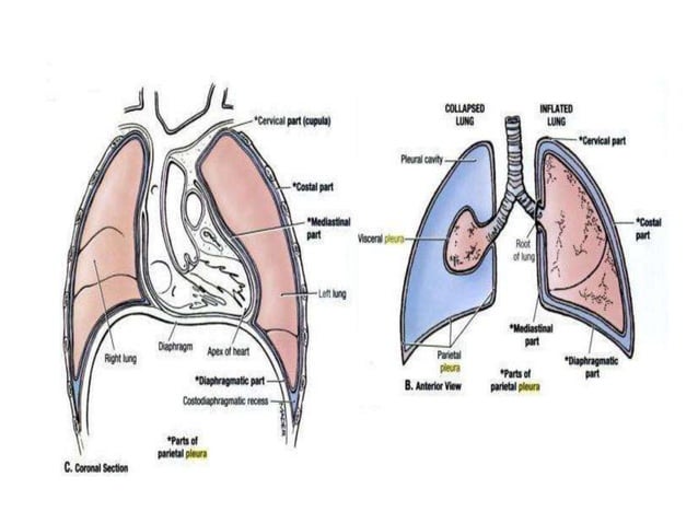 Physiology of the_pleural_space | PPT
