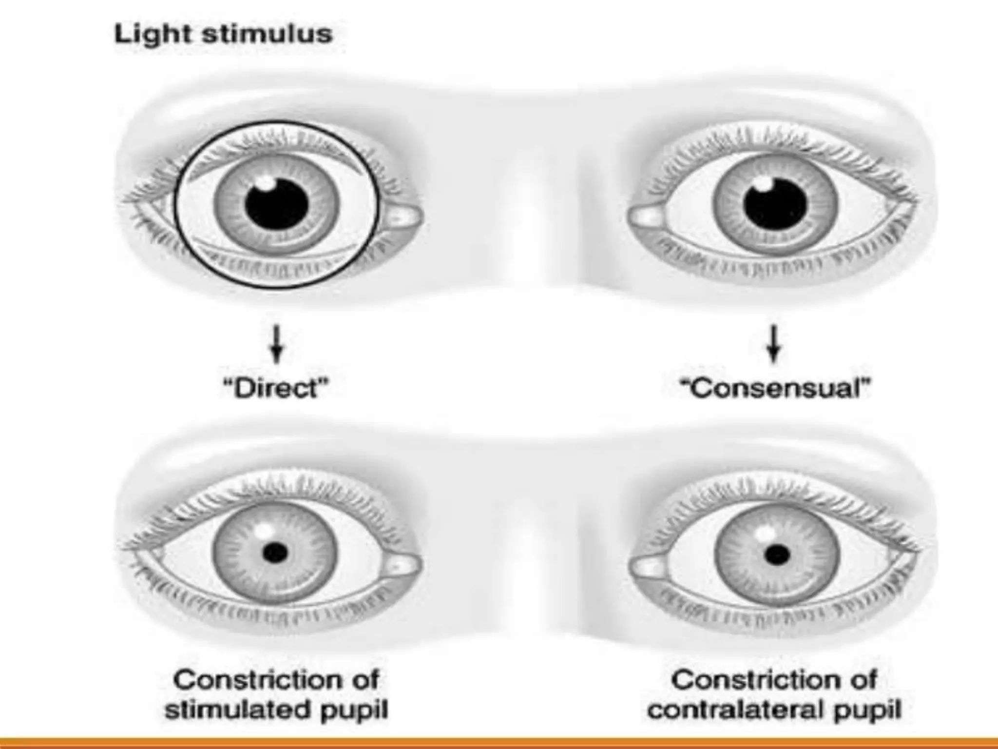 Physiology of the pupil.pptx