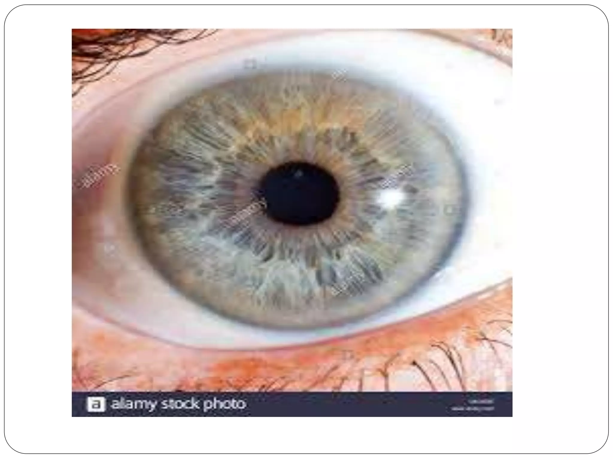 Physiology of the pupil.pptx