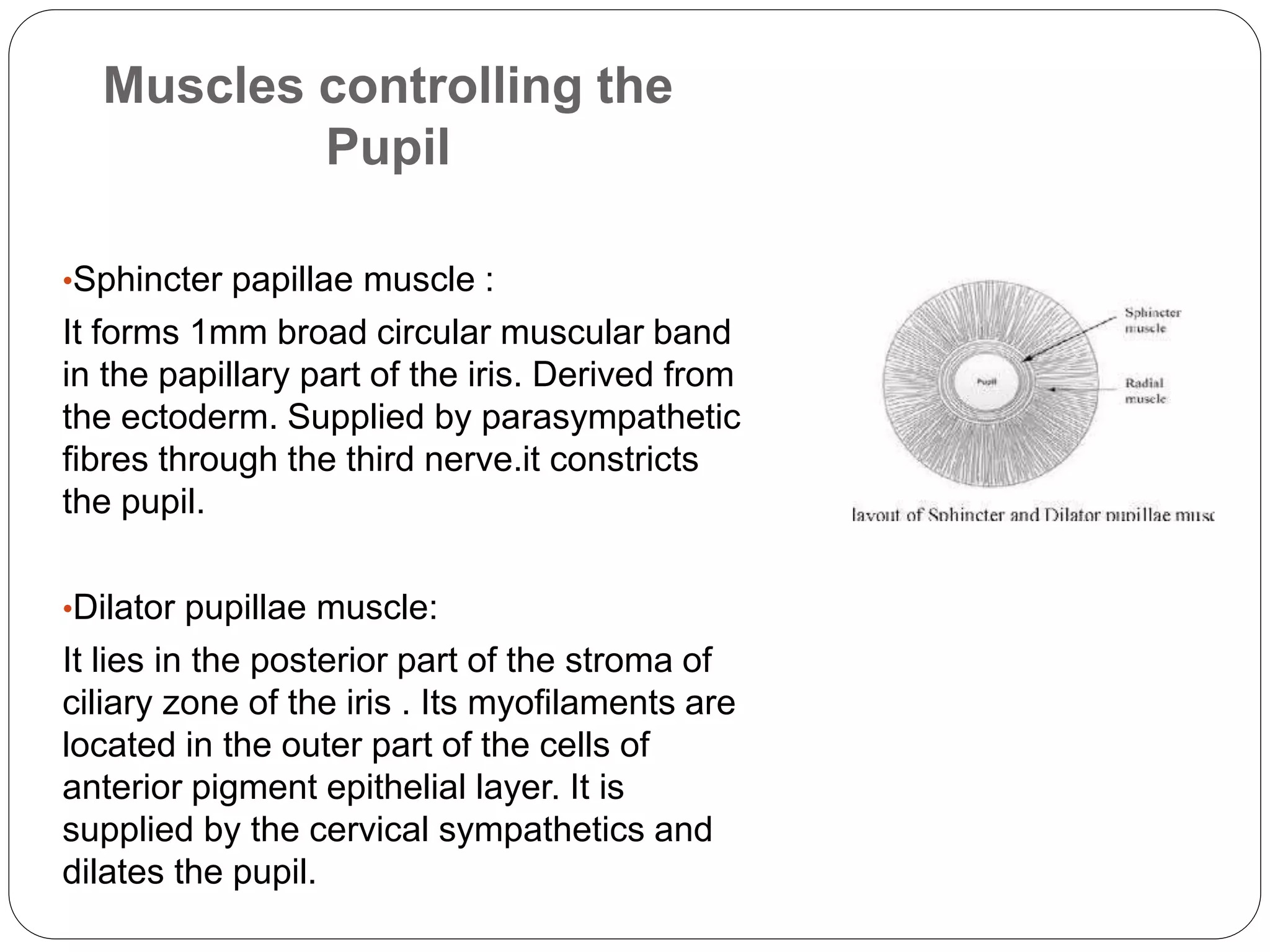 Physiology of the pupil.pptx | Eye and Vision Conditions | Diseases and ...