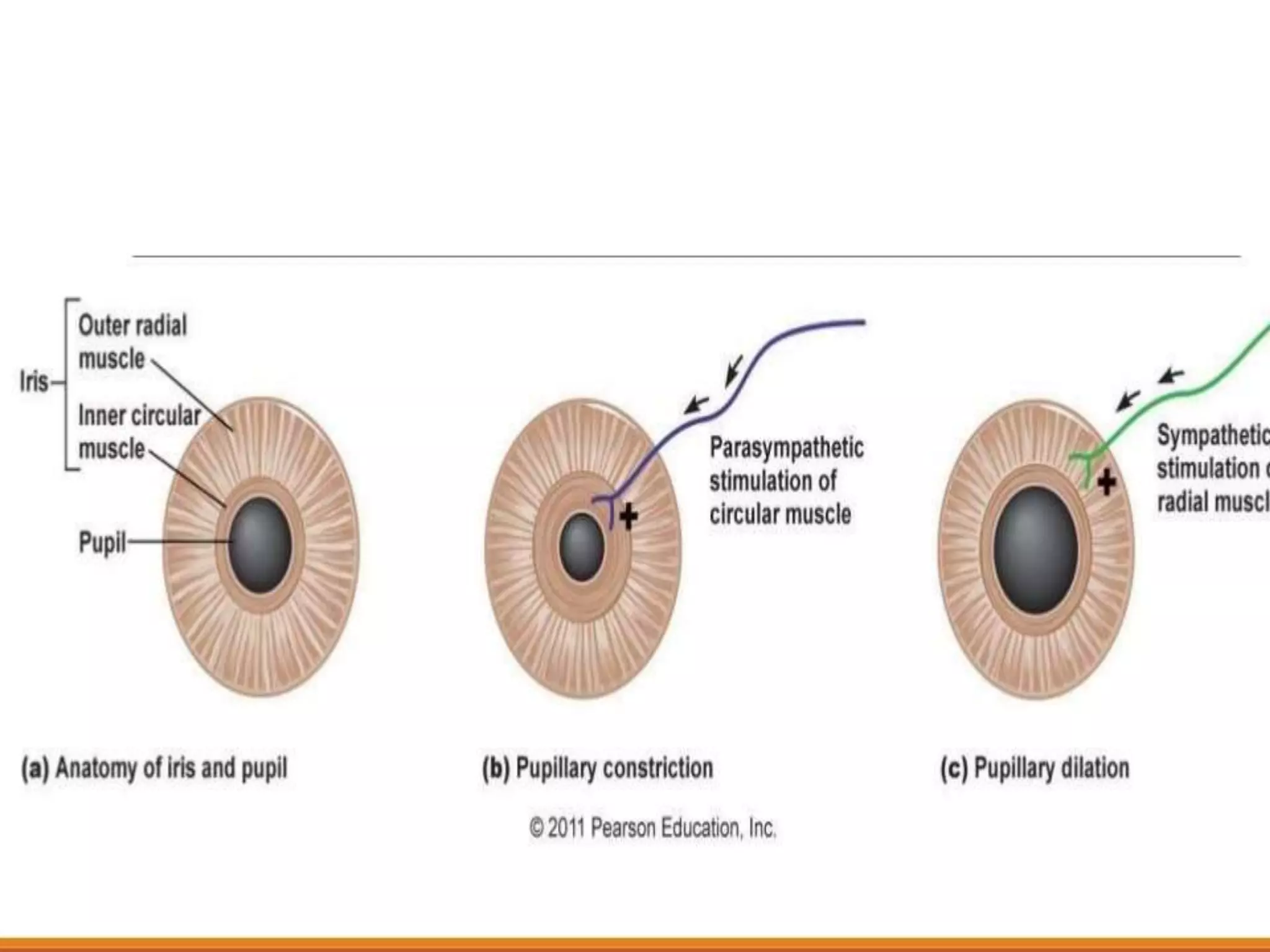 Physiology of the pupil.pptx