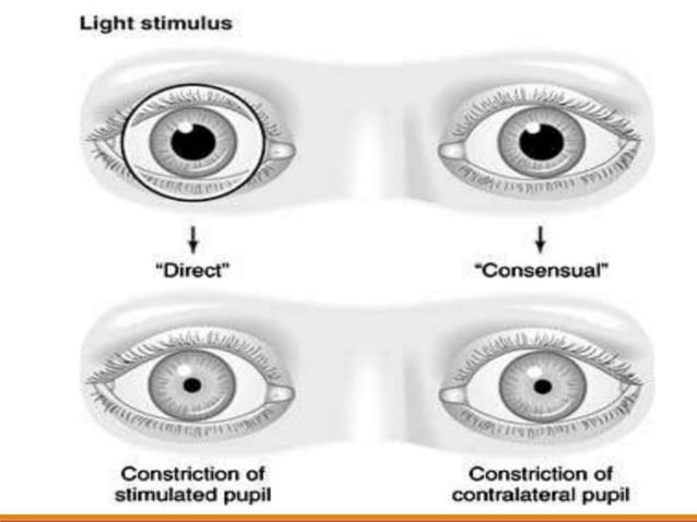 Physiology of the pupil.pptx | Eye and Vision Conditions | Diseases and ...
