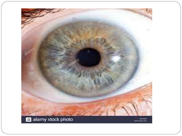Physiology of the pupil.pptx | Eye and Vision Conditions | Diseases and ...