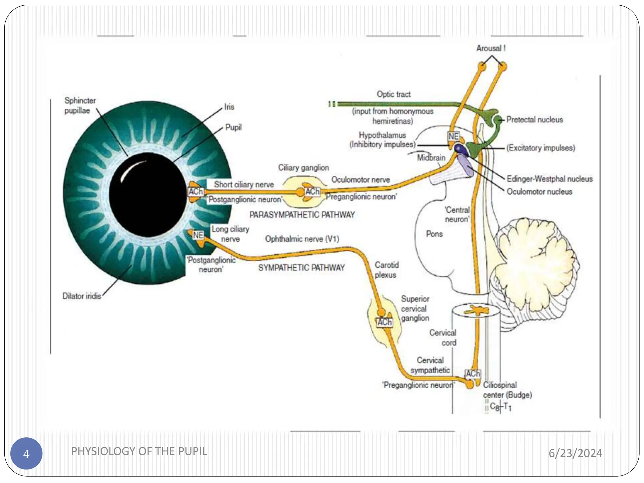 studies of PHYSIOLOGY OF THE PUPIL.pptx