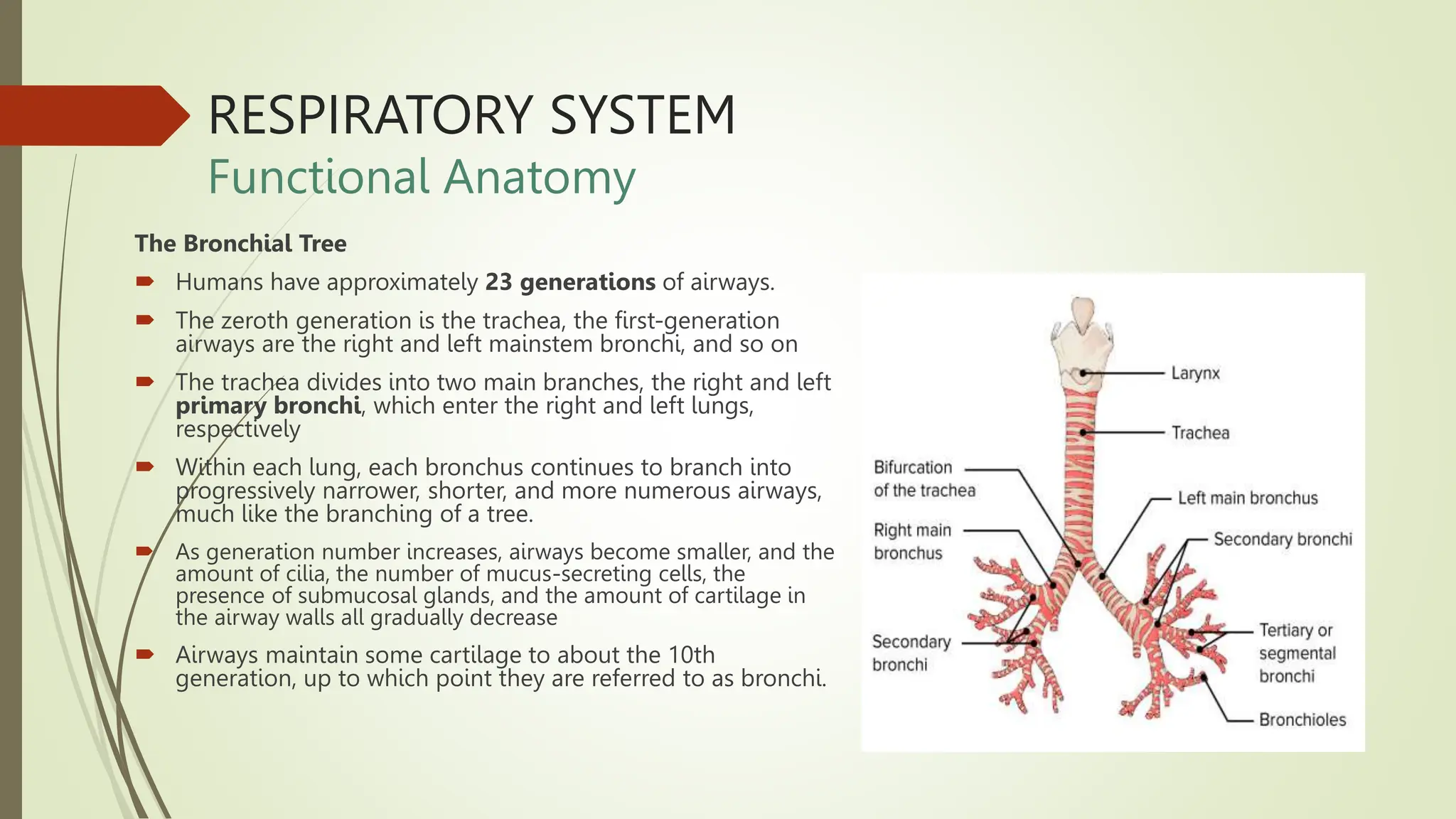 PHYSIOLOGY OF THE RESP. SYSTEM 2023.pptx