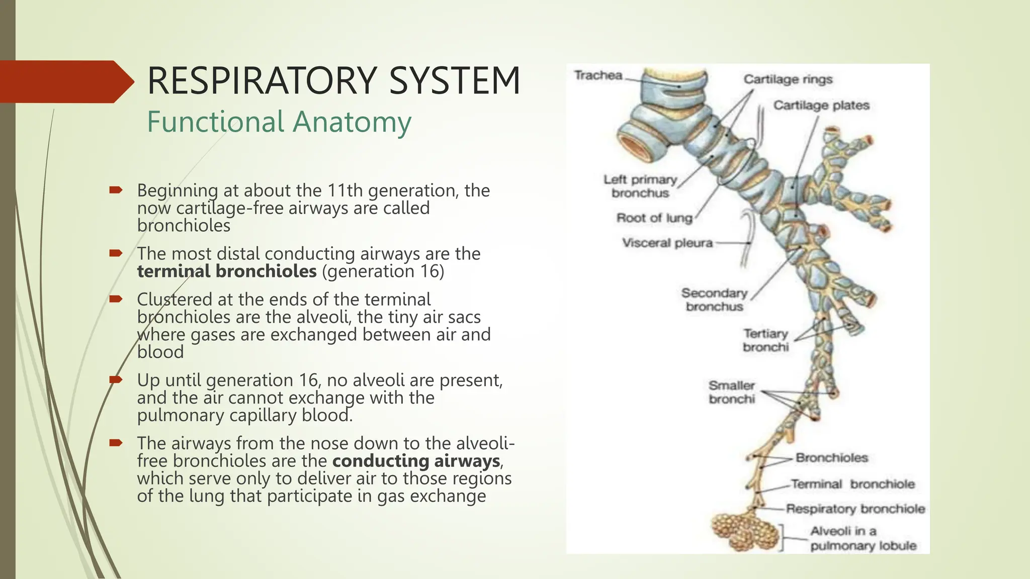 PHYSIOLOGY OF THE RESP. SYSTEM 2023.pptx