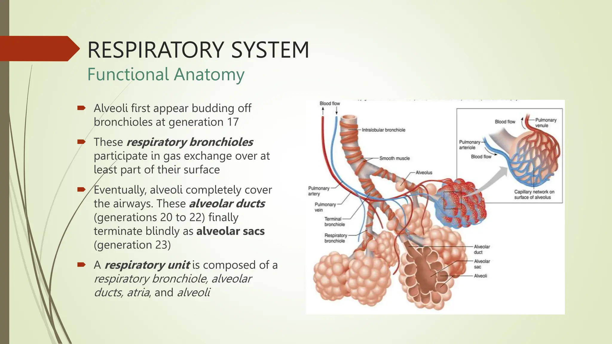PHYSIOLOGY OF THE RESP. SYSTEM 2023.pptx