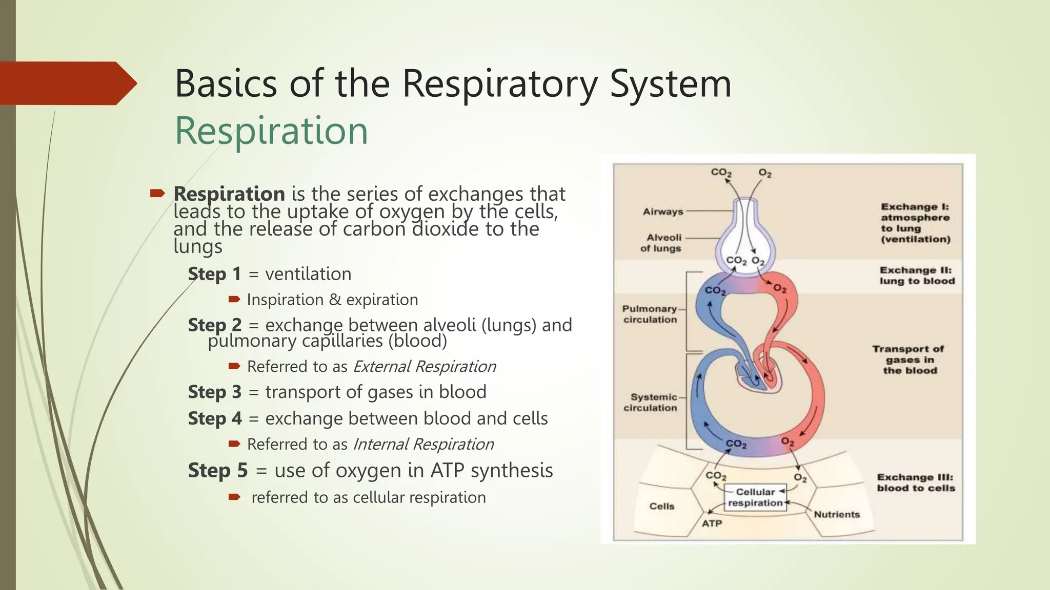 PHYSIOLOGY OF THE RESP. SYSTEM 2023.pptx