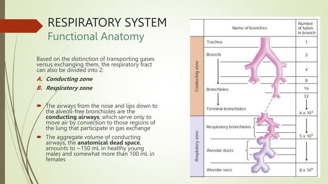 PHYSIOLOGY OF THE RESP. SYSTEM 2023.pptx