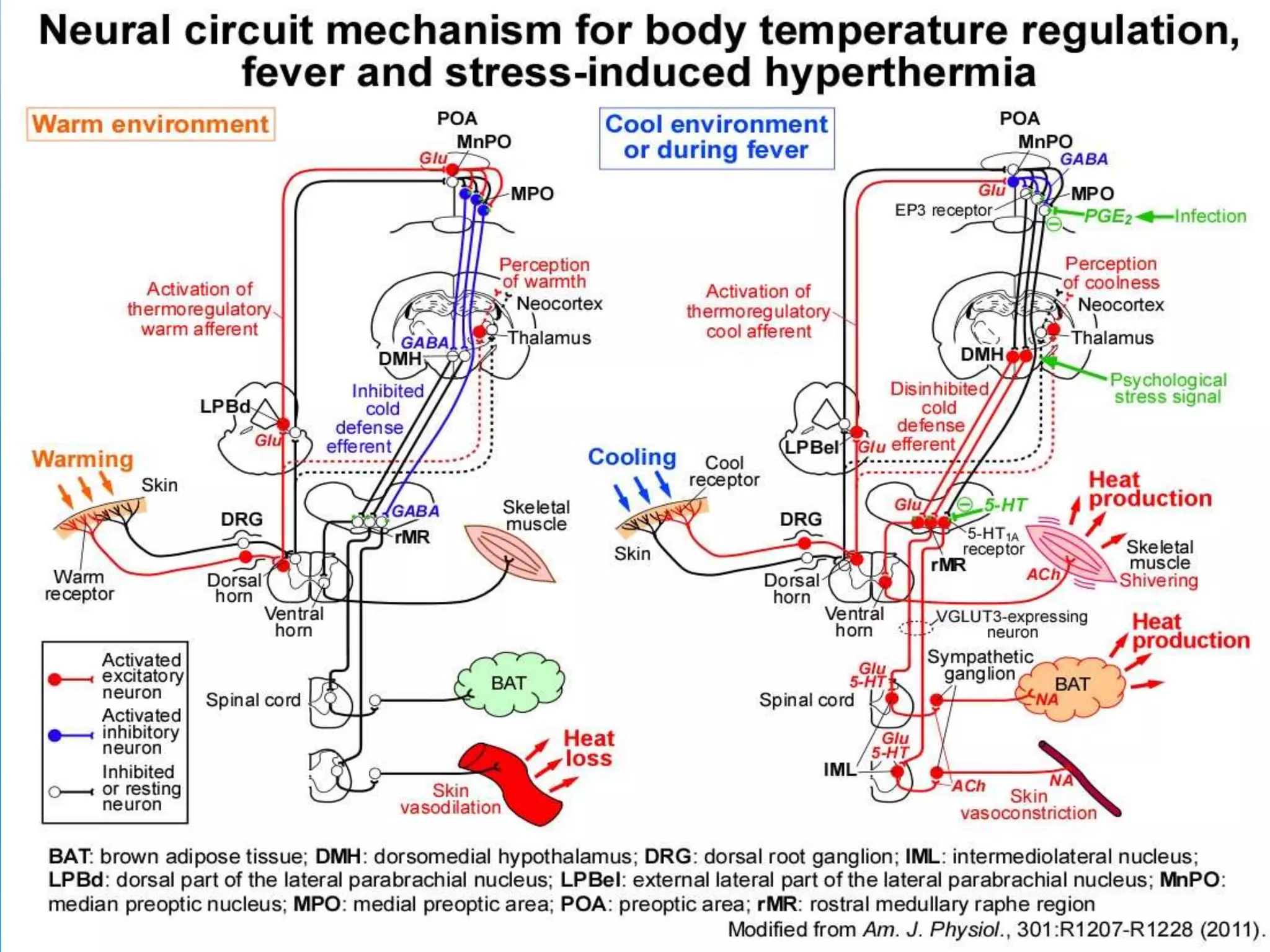 Physiology of thermoregulation & monitering of temperature | PPTX