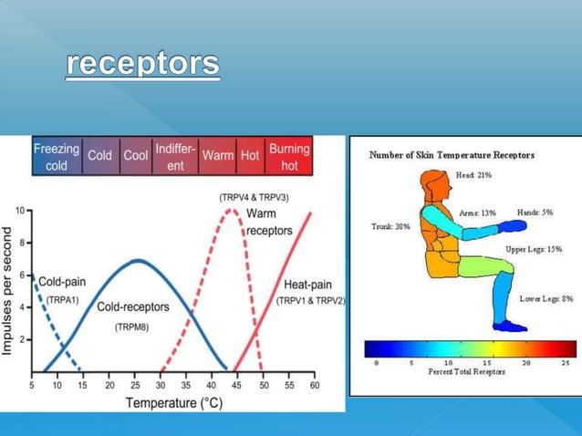 Physiology of thermoregulation & monitering of temperature | PPTX