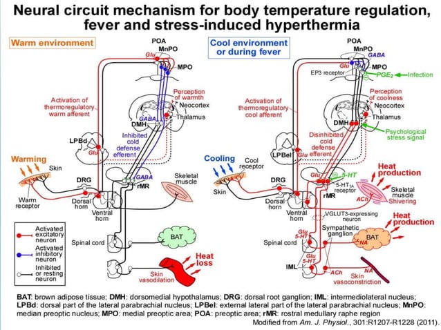 Physiology of thermoregulation & monitering of temperature | PPTX