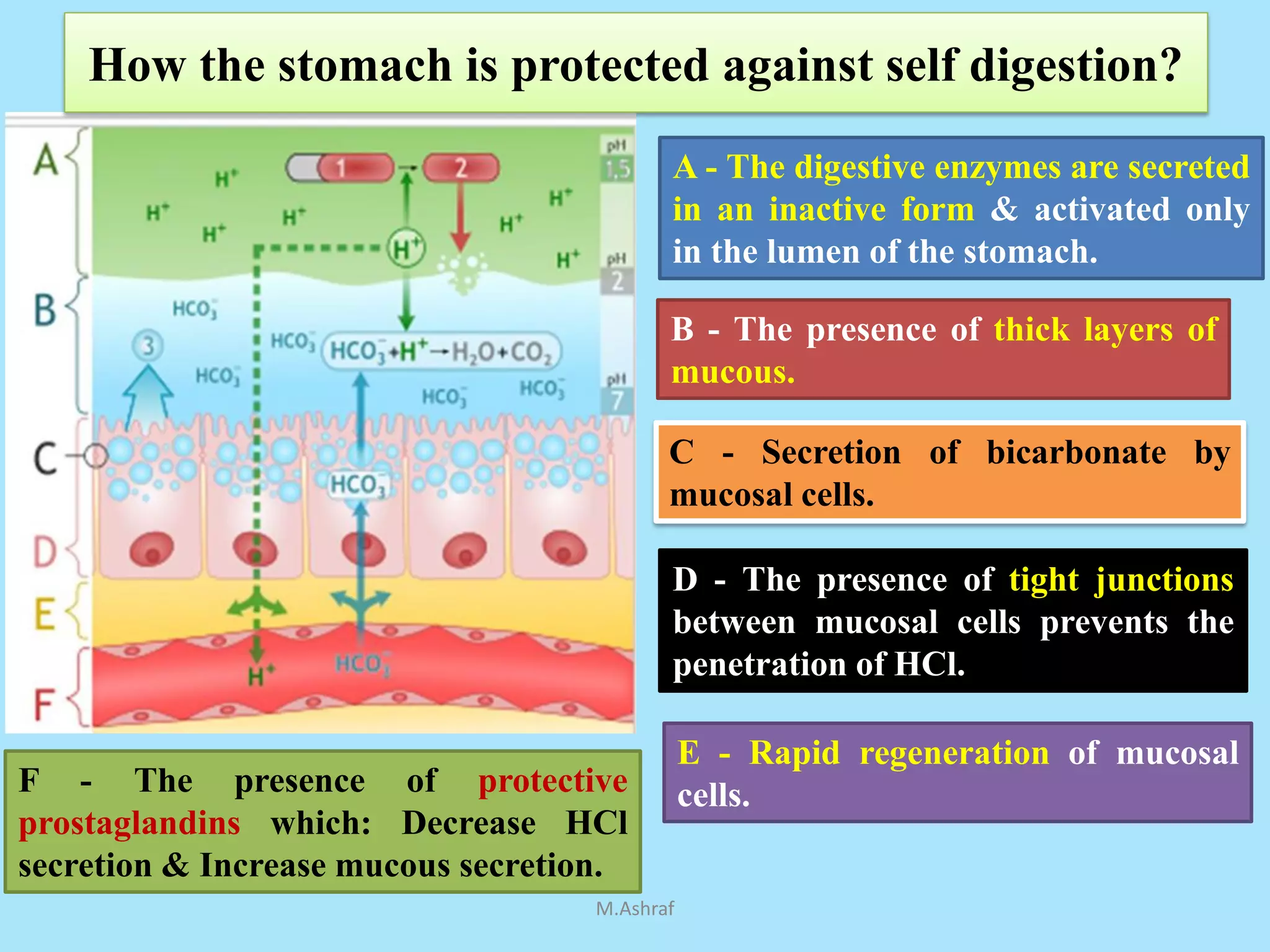 Physiology of the stomach | PDF