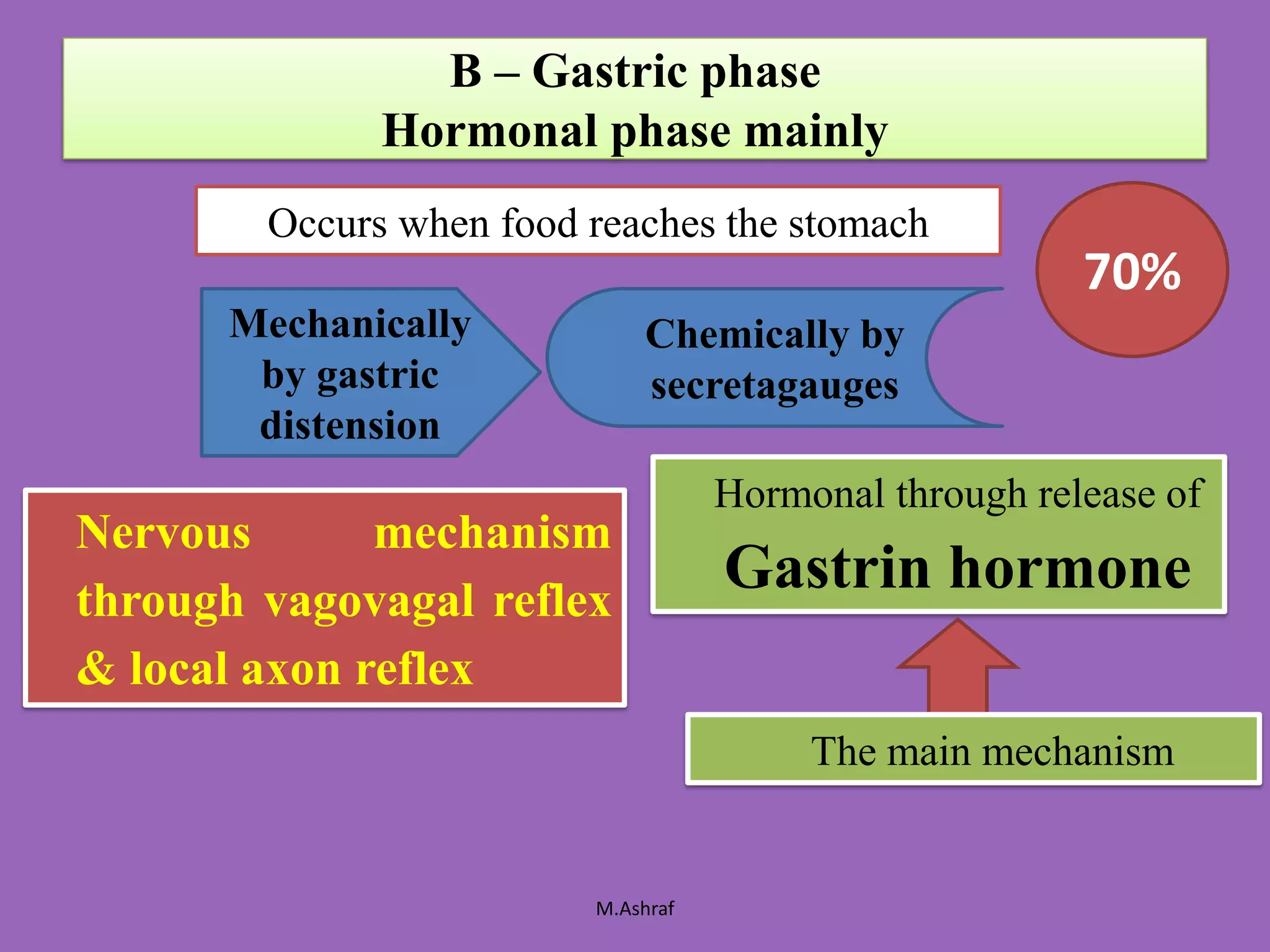 Physiology of the stomach | PDF