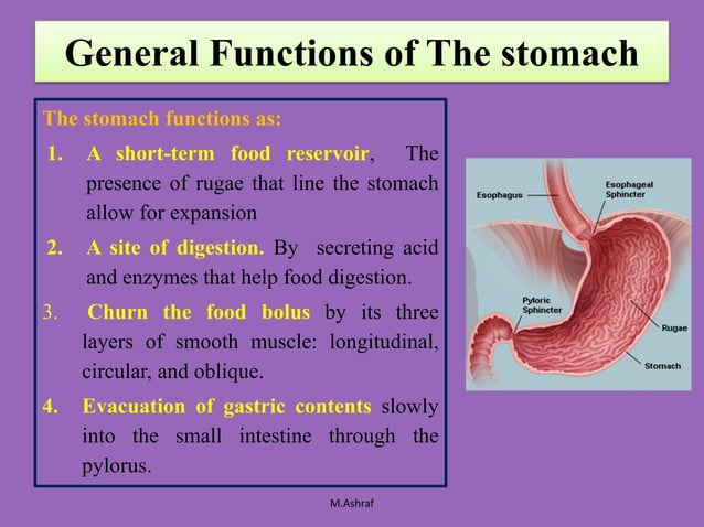 Physiology of the stomach | PDF