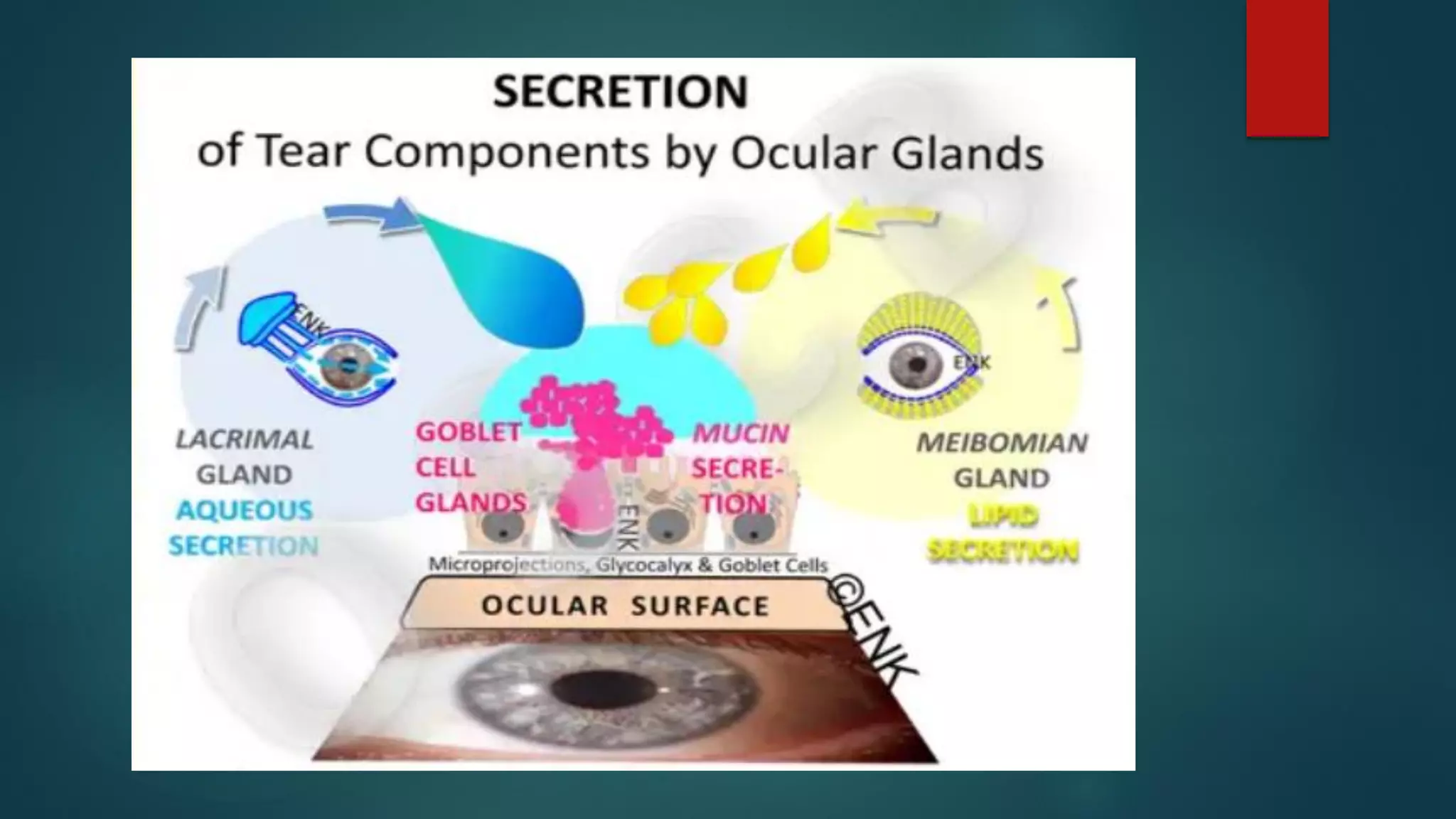 PHYSIOLOGY OF THE TEAR FILM.pdf