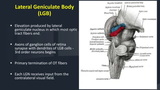 Physiology of the visual pathway & cerebral integration | PPTX