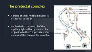 Physiology of the visual pathway & cerebral integration | PPTX