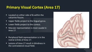 Physiology of the visual pathway & cerebral integration | PPTX